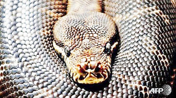 pythons-can-grow-to-several-metres-in-length-and-are-usually copy – Tempo