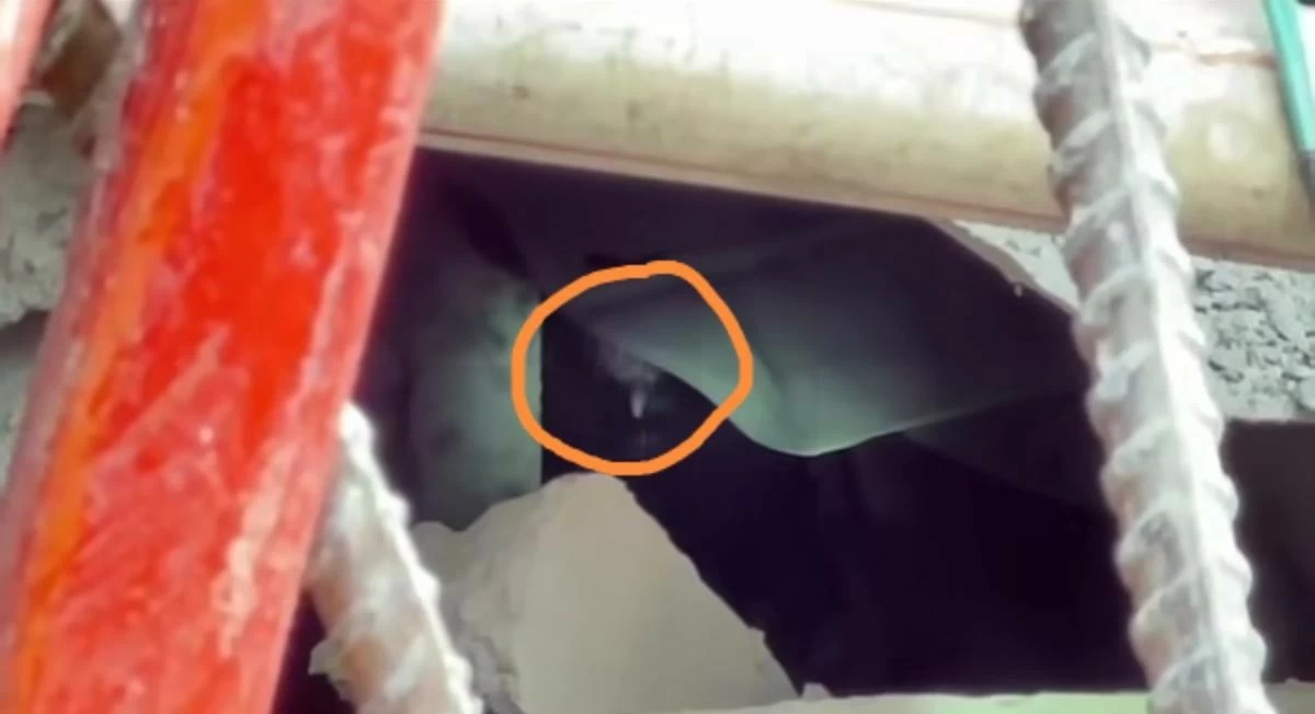 Chicken survives collapsed Pampanga building – Tempo